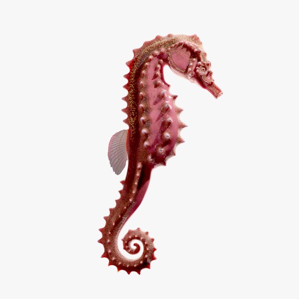 3D model SEAHORSE - TurboSquid 2041743