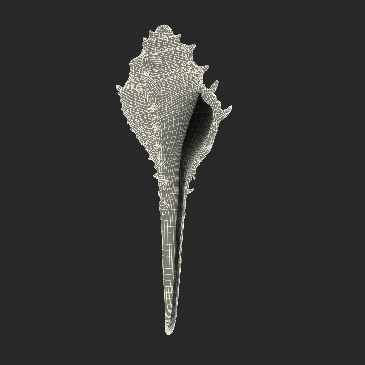 3d seashell 3