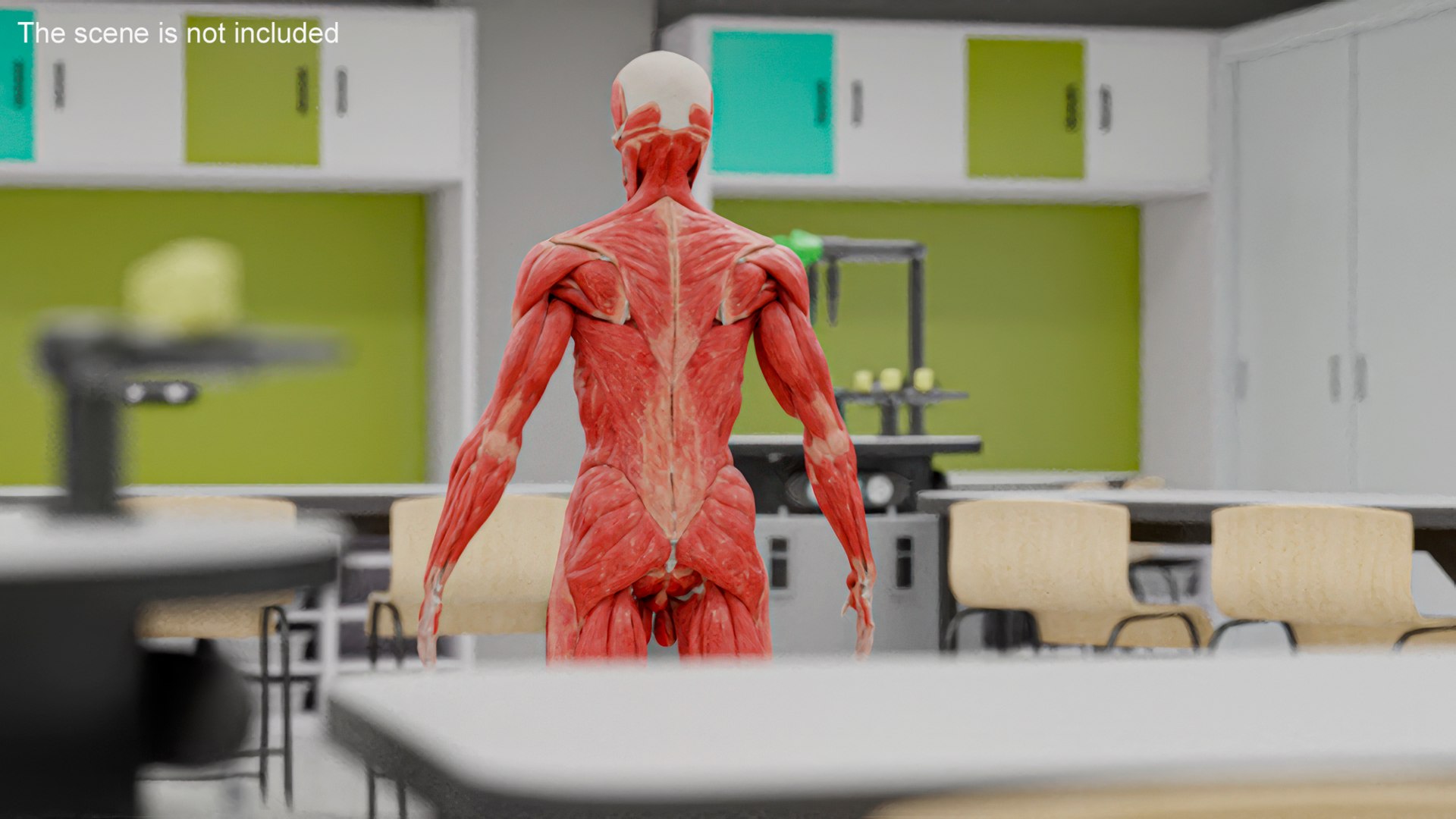 Human Skeleton And Muscular System Model - TurboSquid 2391432