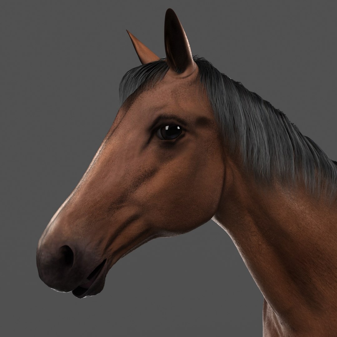 Realistic Horse 3d Model