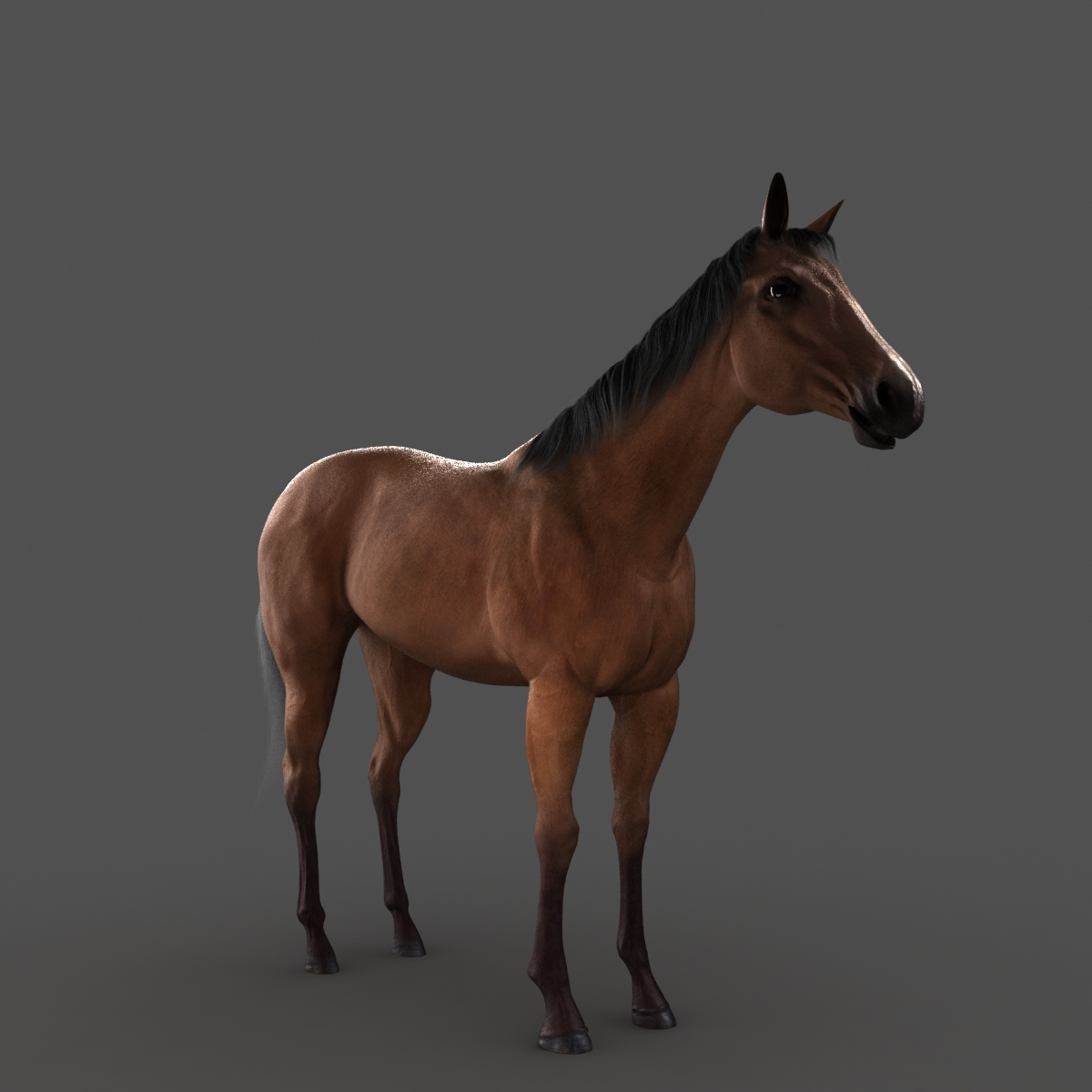 realistic horse 3d model
