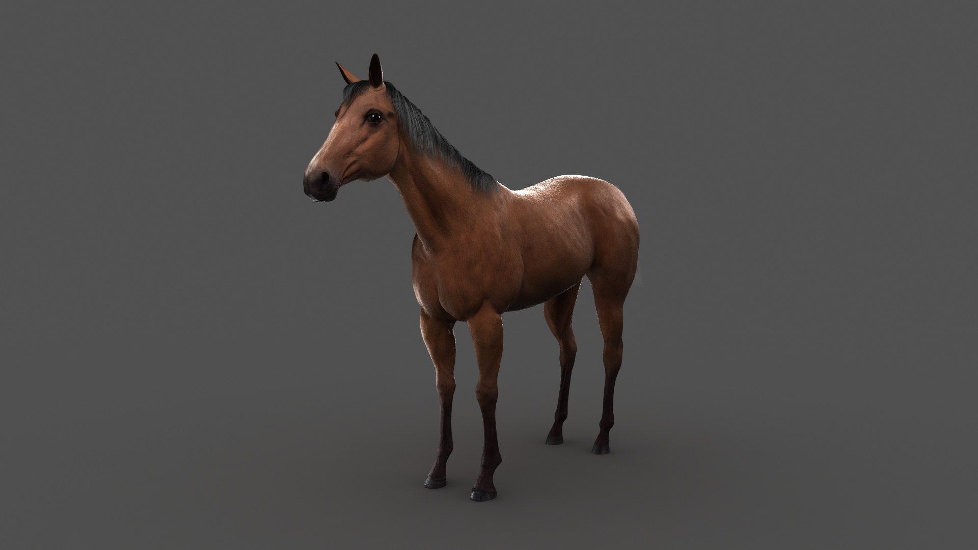 Realistic Horse 3d Model