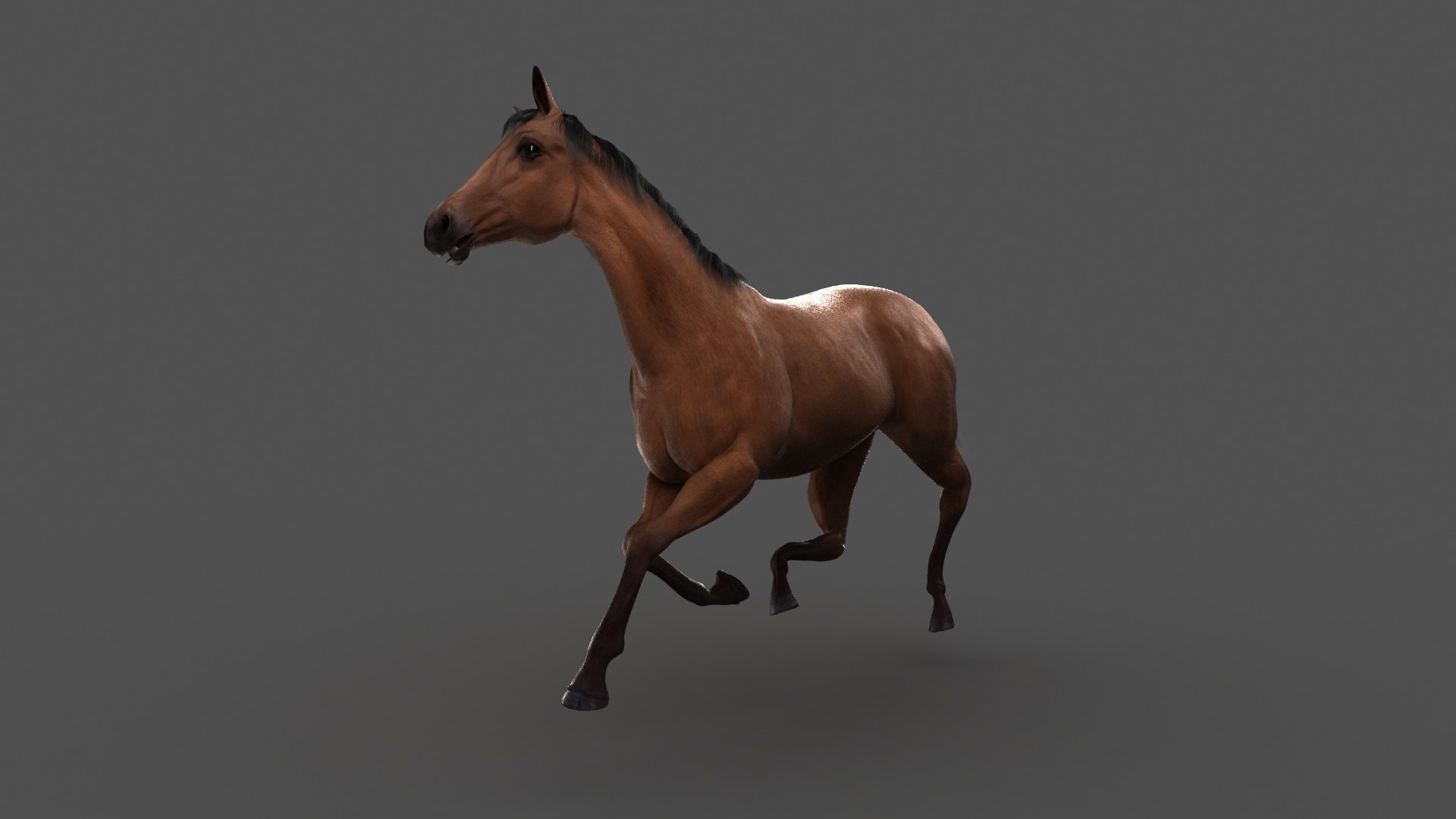 Realistic Horse 3d Model