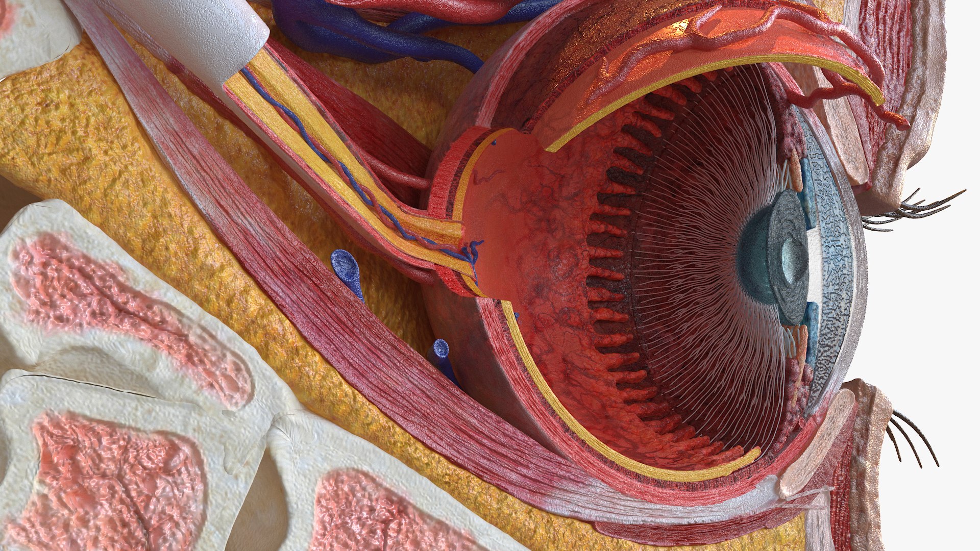 Detailed Human Eye Anatomy Cross Section 3D Model - TurboSquid 2386179