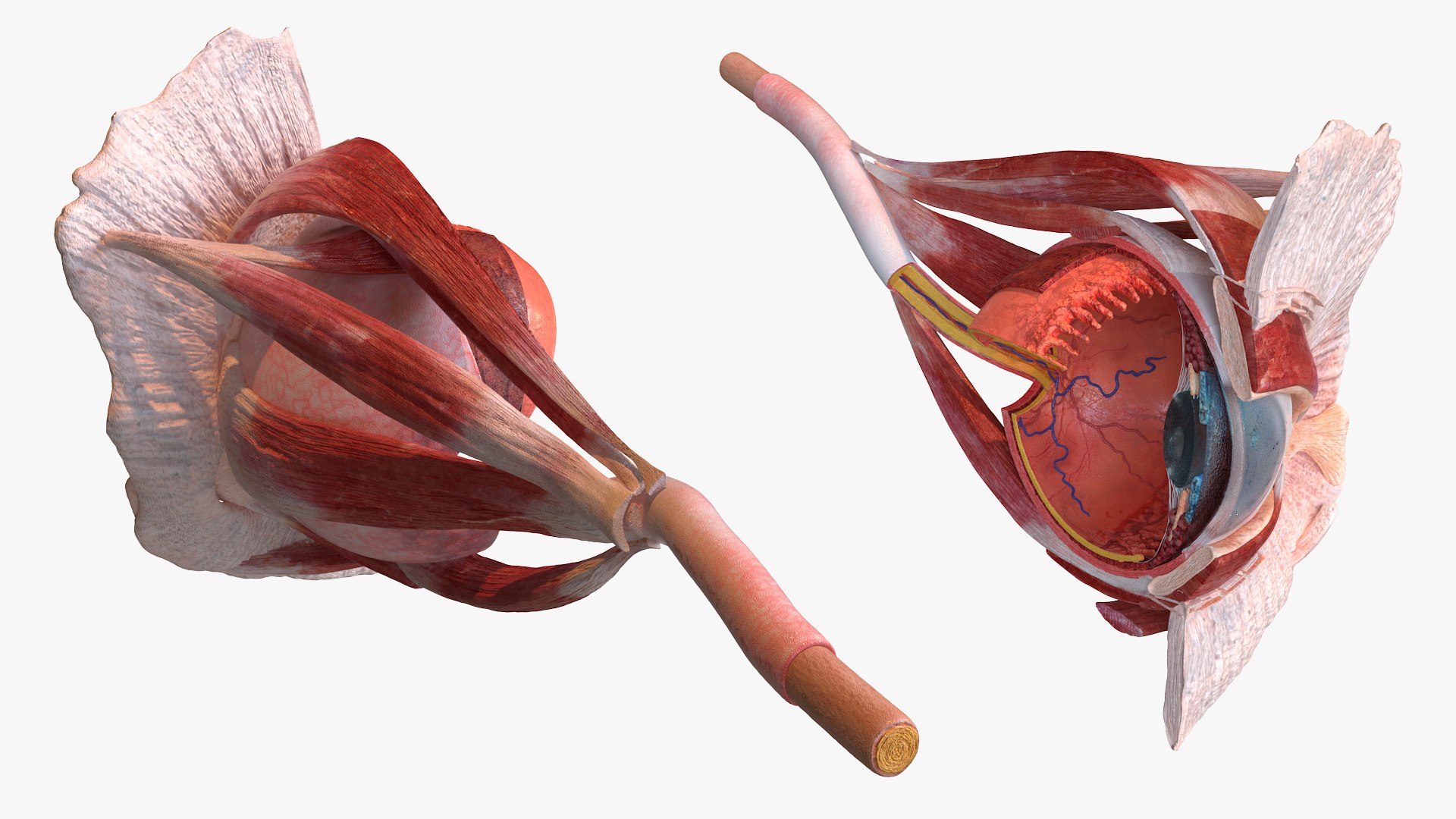 Detailed Human Eye Anatomy Cross Section 3D Model - TurboSquid 2386179