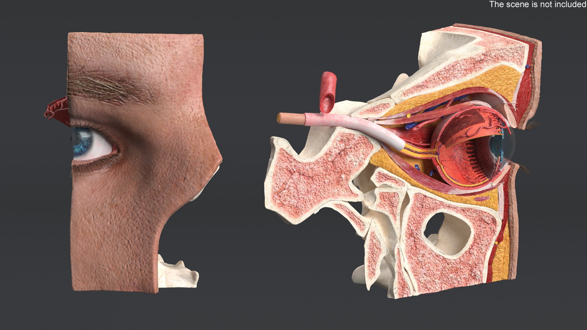Detailed Human Eye Anatomy Cross Section 3D Model - TurboSquid 2386179
