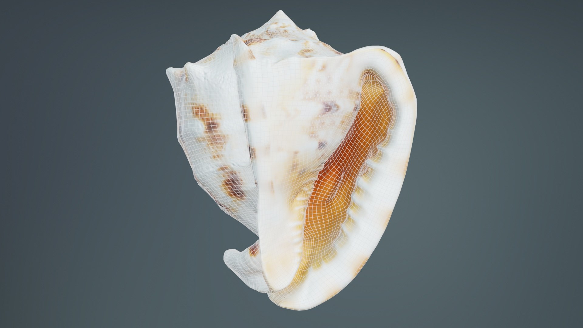 Shell Brown Remastered 3D Model - TurboSquid 2359837