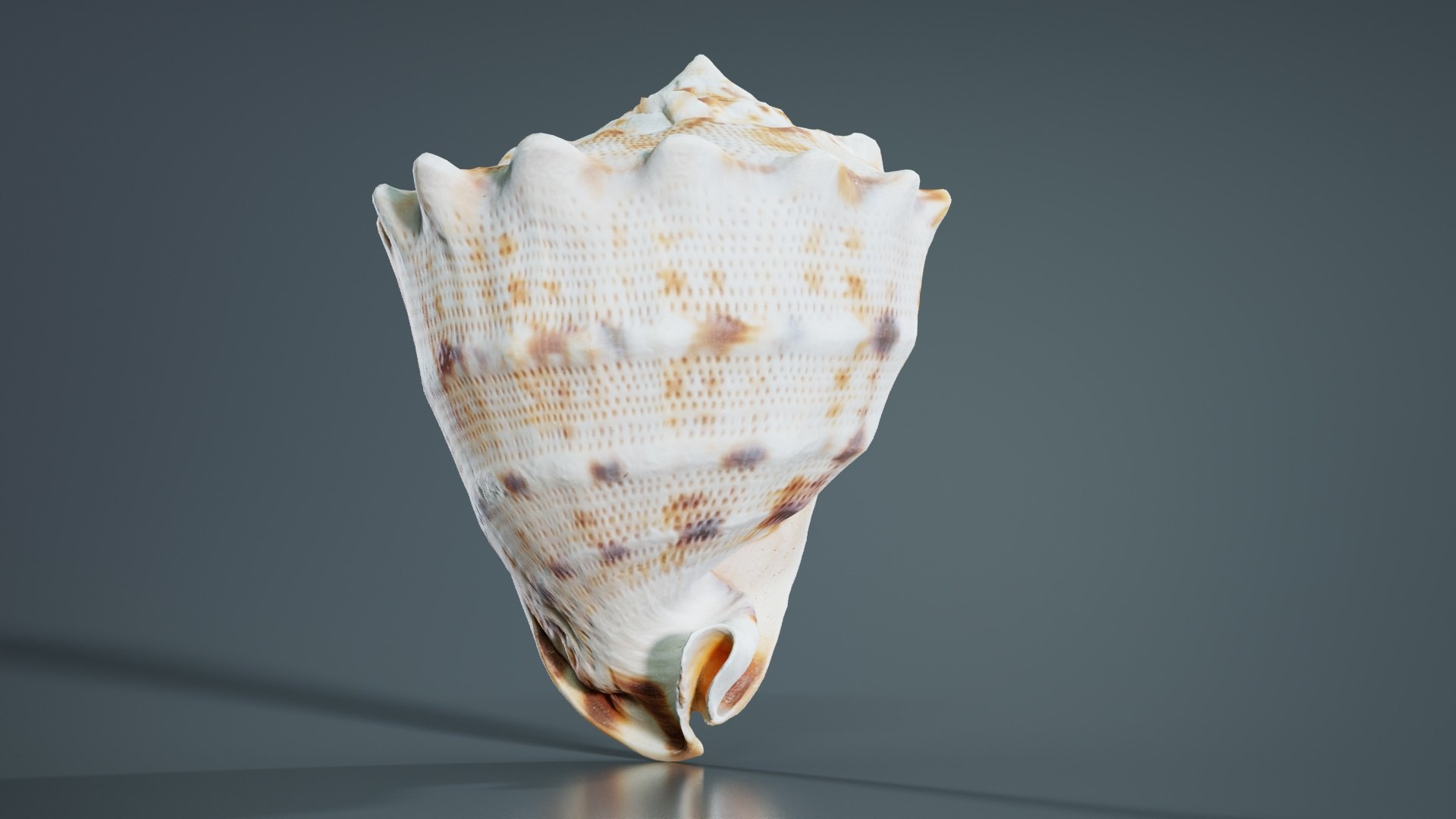 Shell Brown Remastered 3D Model - TurboSquid 2359837