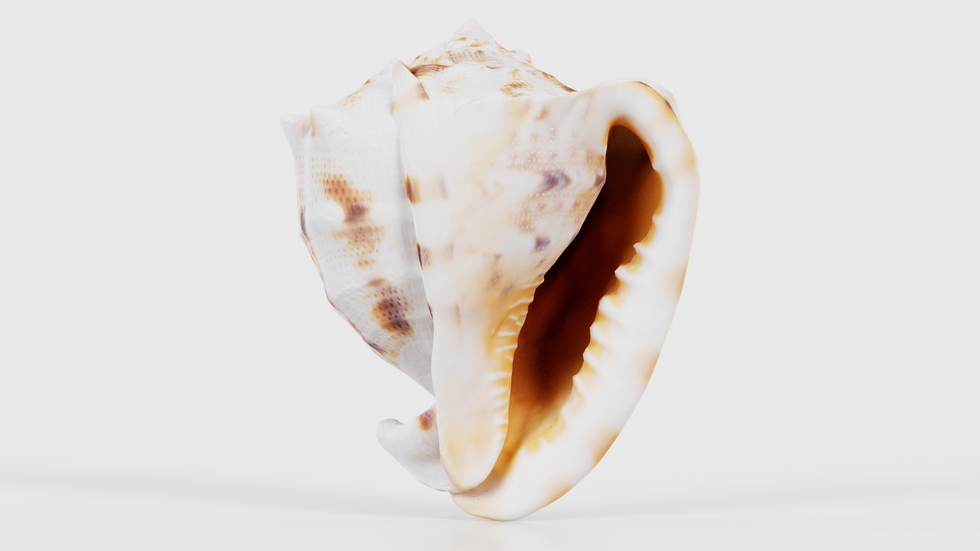Shell Brown Remastered 3D Model - TurboSquid 2359837