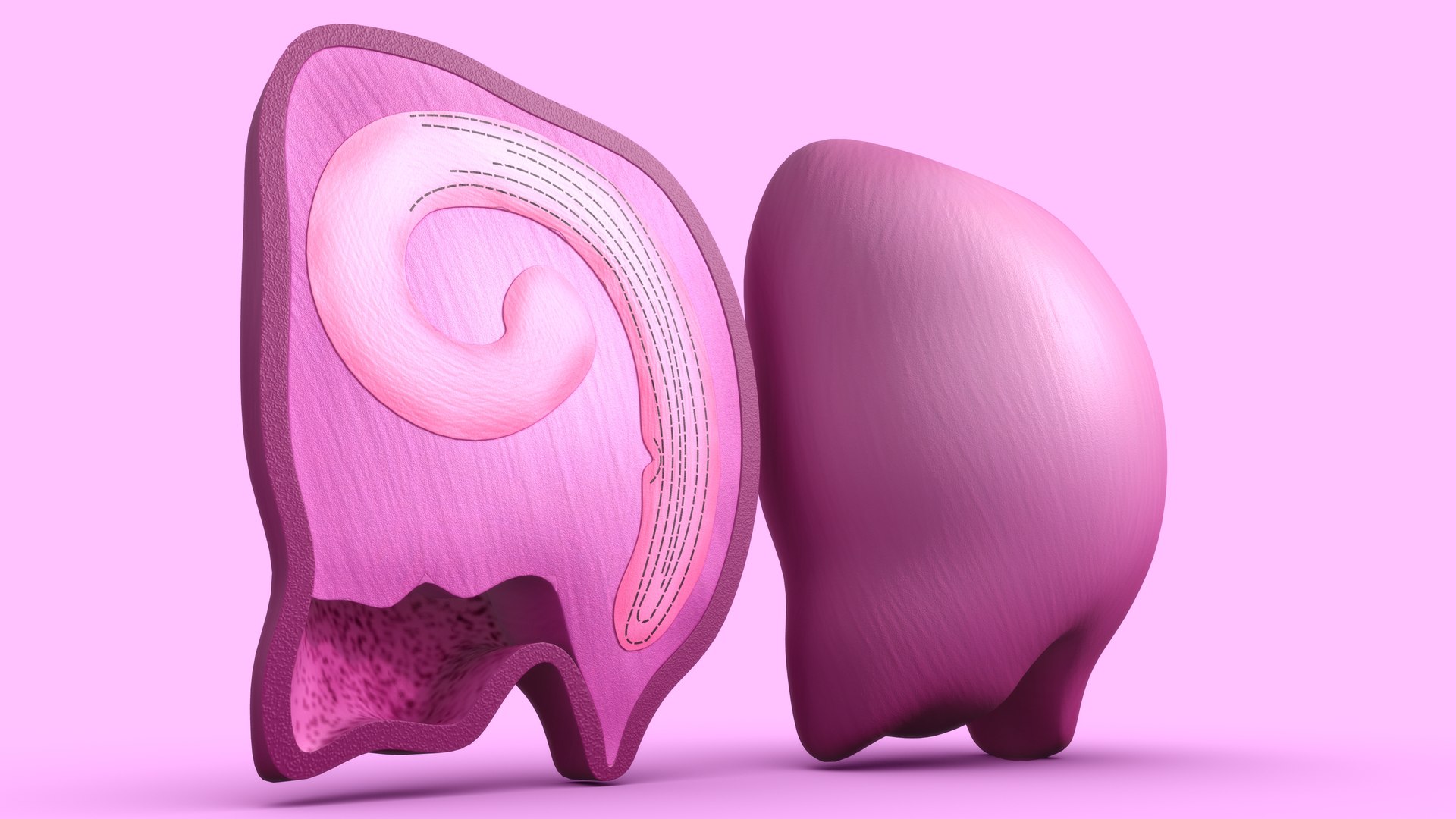 3D Seed Model - TurboSquid 2185754