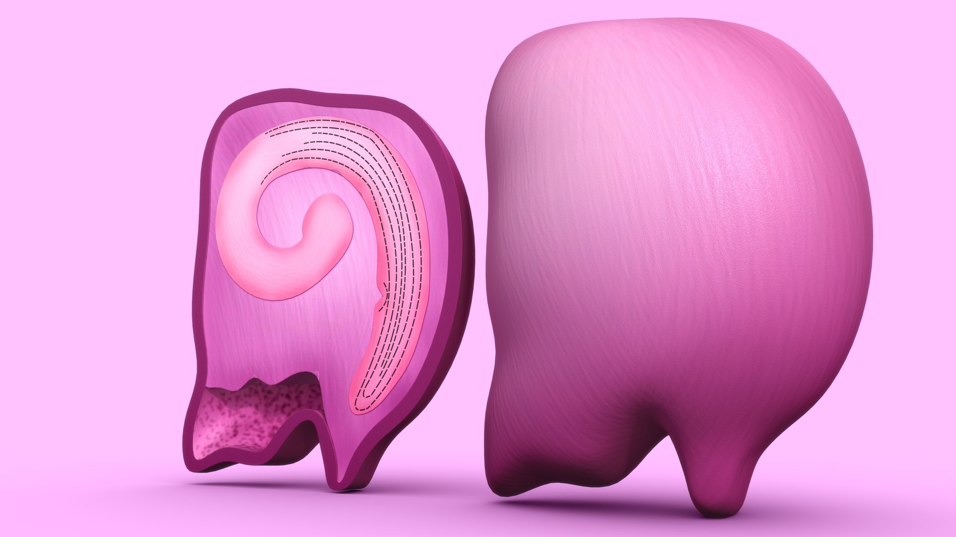 3D Seed Model - TurboSquid 2185754