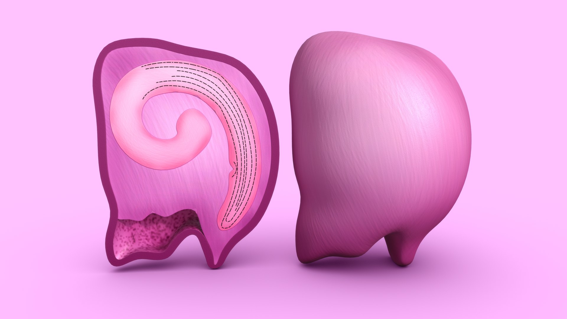 3D Seed Model - TurboSquid 2185754