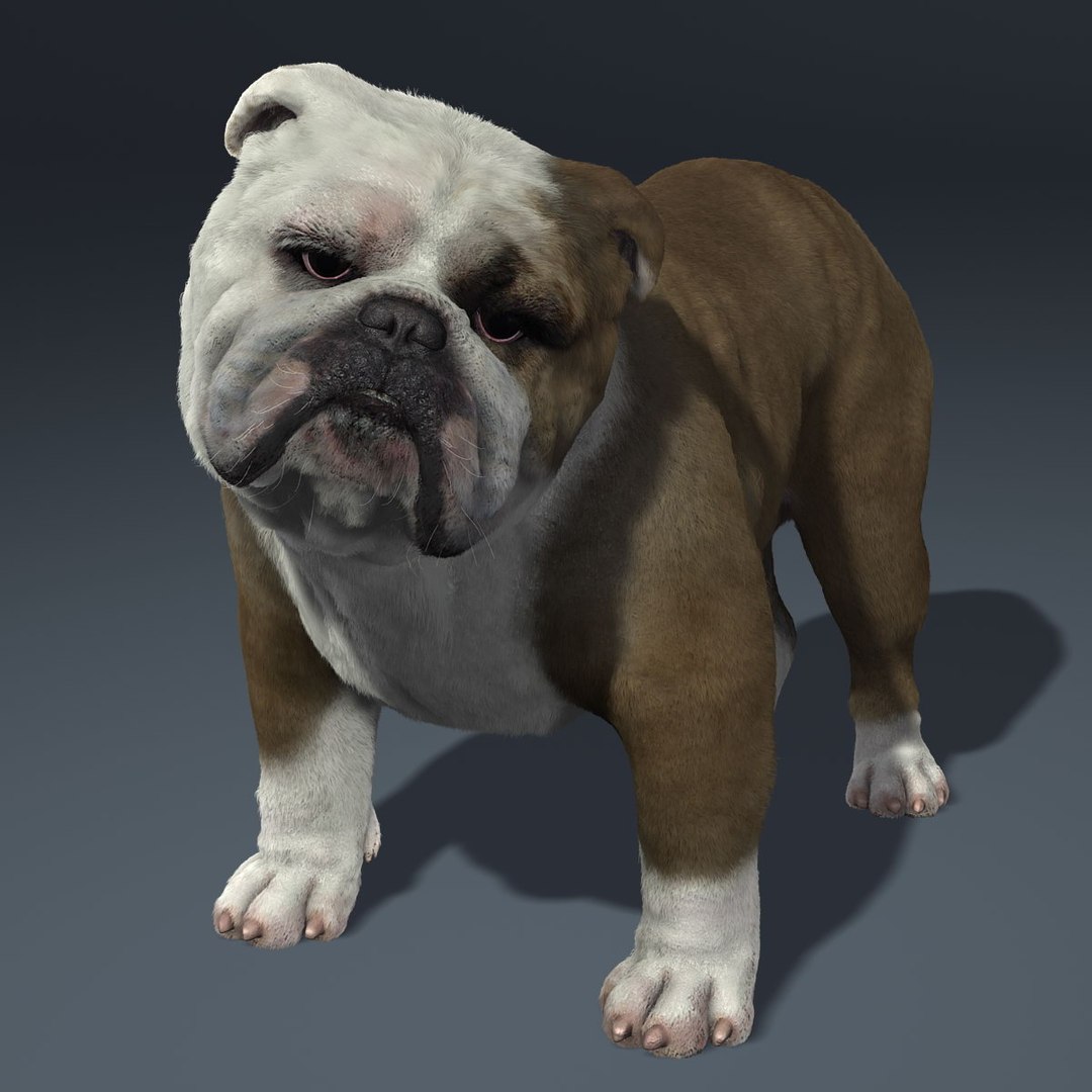 maya bulldog dog