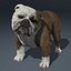 maya bulldog dog