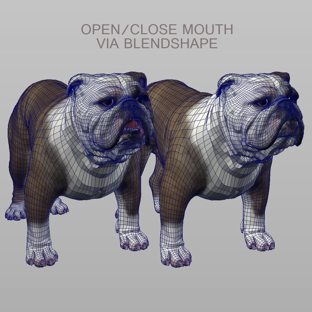 maya bulldog dog