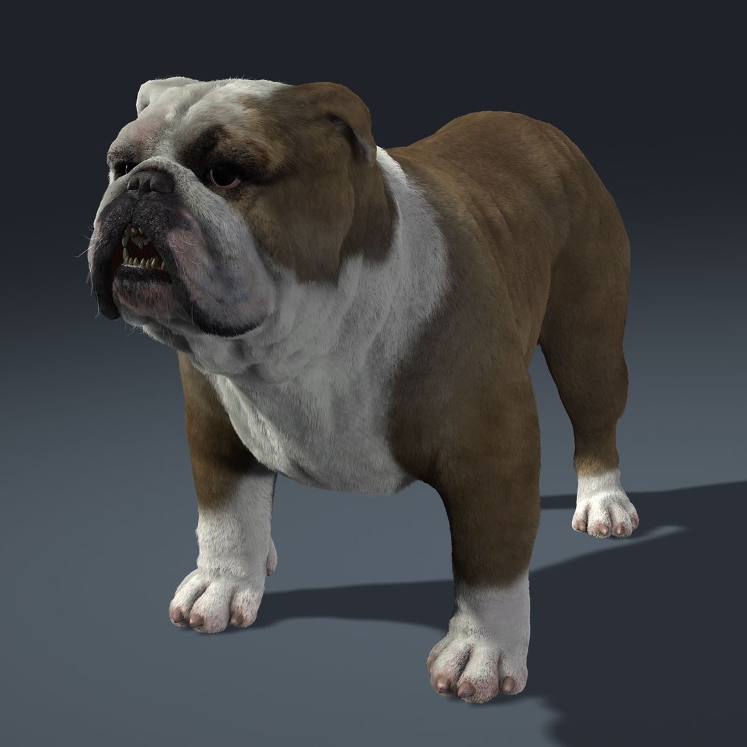 maya bulldog dog