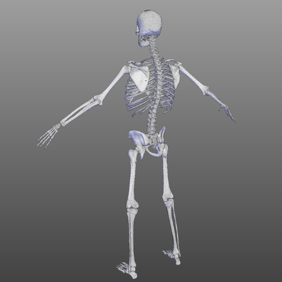 3D Human Skeletal - TurboSquid 1521153
