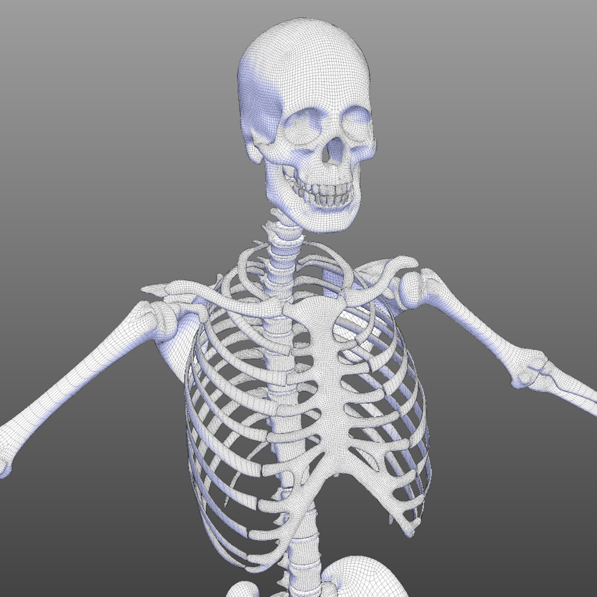 3D human skeletal - TurboSquid 1521153