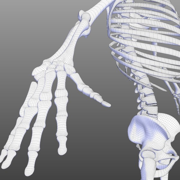 3D human skeletal - TurboSquid 1521153