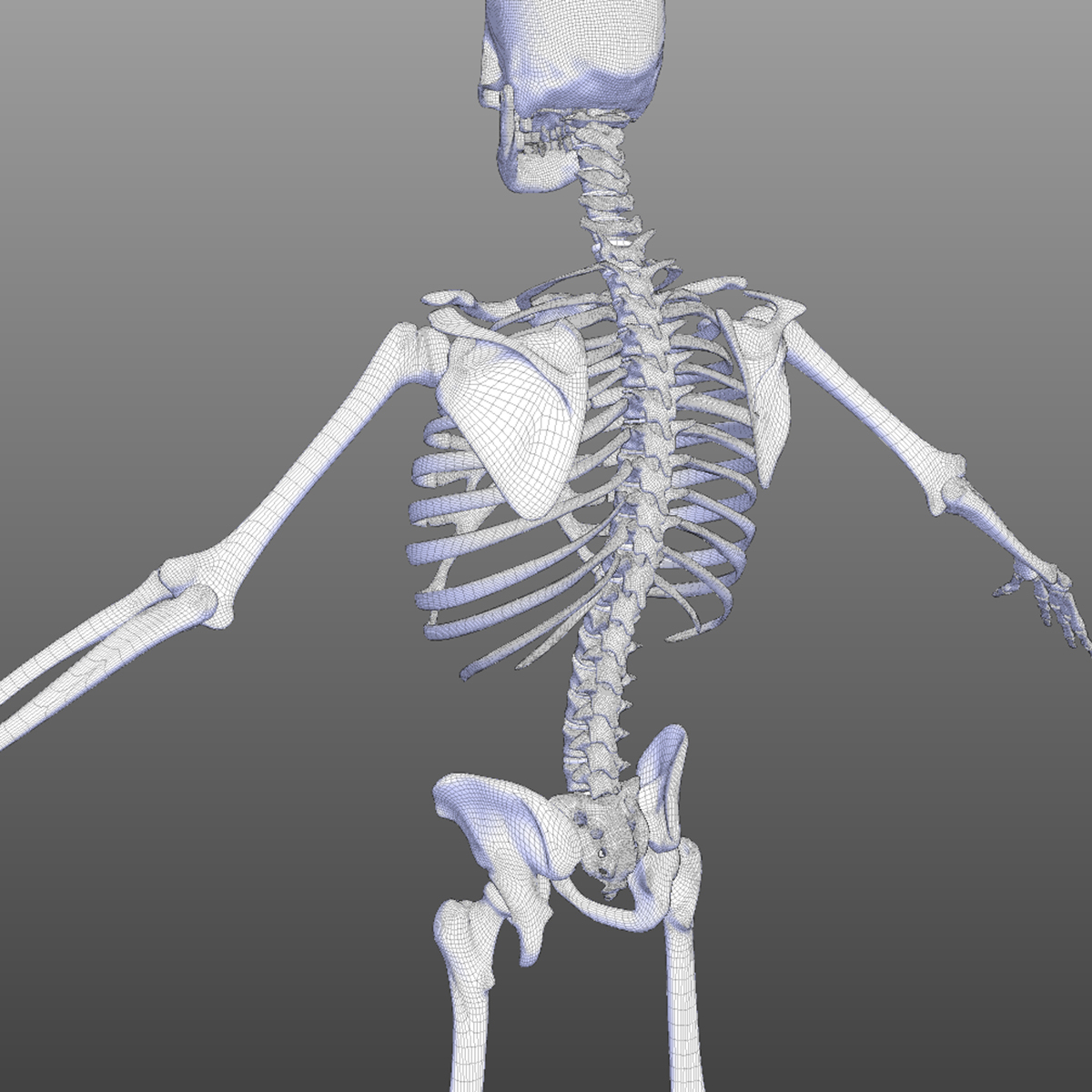 3D human skeletal - TurboSquid 1521153