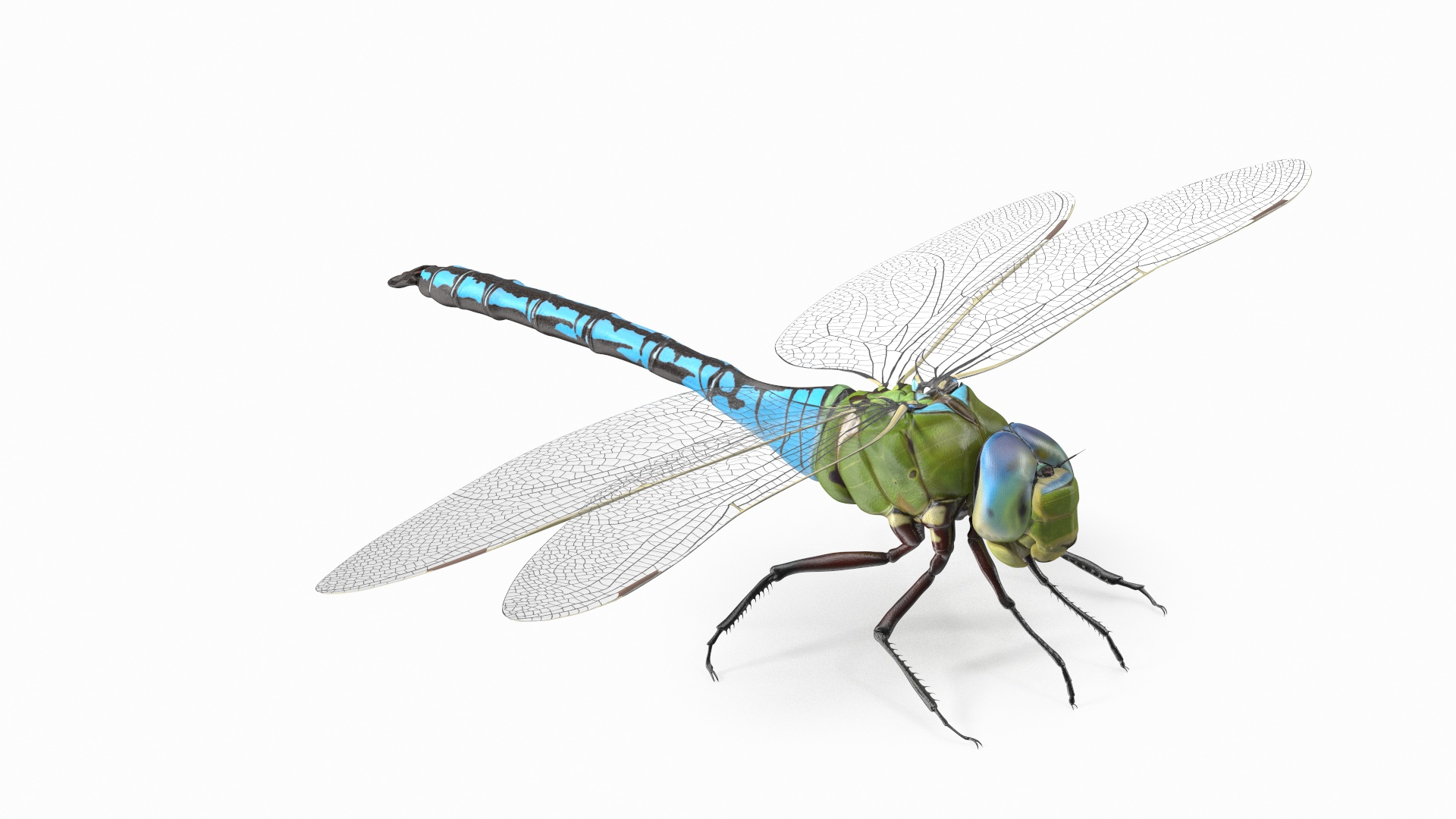 Dragonfly Rigged For Maya 3D Model - TurboSquid 1994070