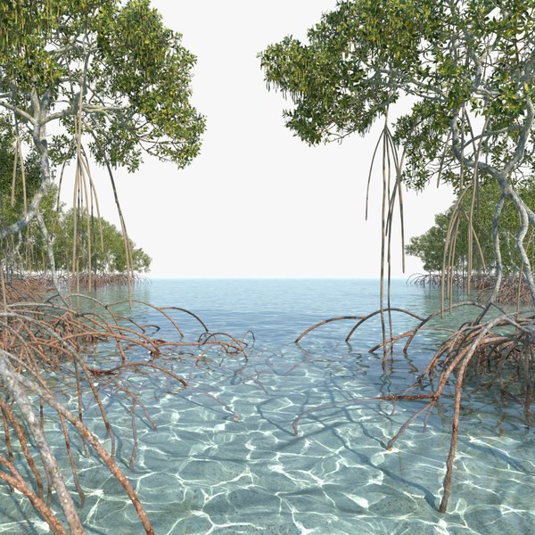 3D Mangrove Models | TurboSquid