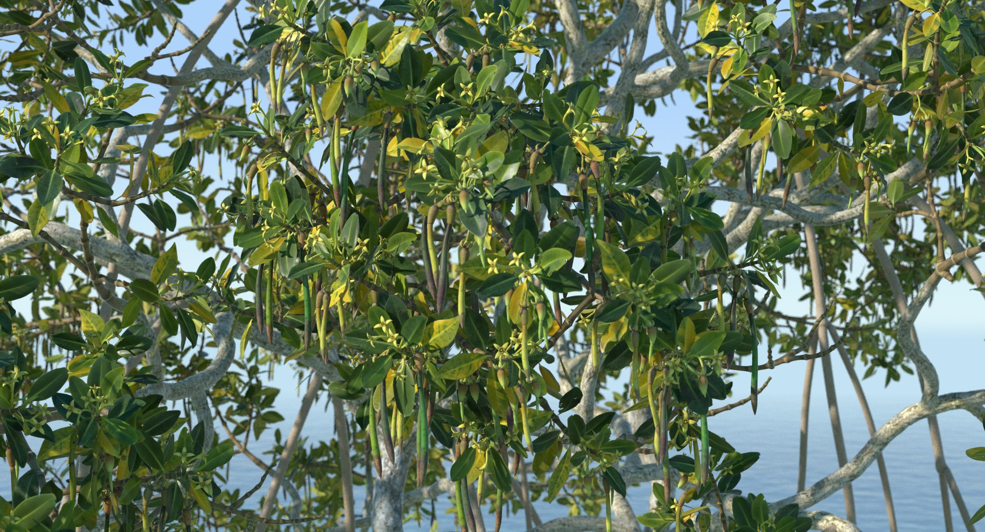 Mangrove animation model - TurboSquid 1369053