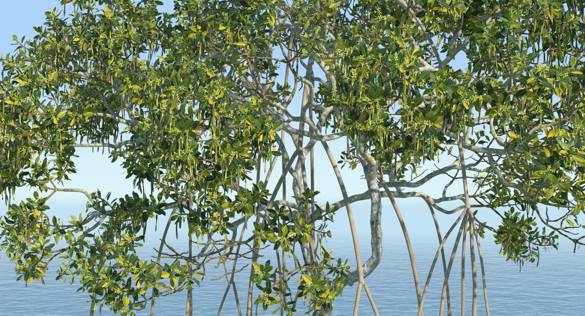 Mangrove animation model - TurboSquid 1369053