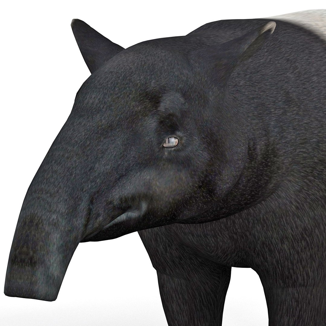 3d Tapir Animal Modelled