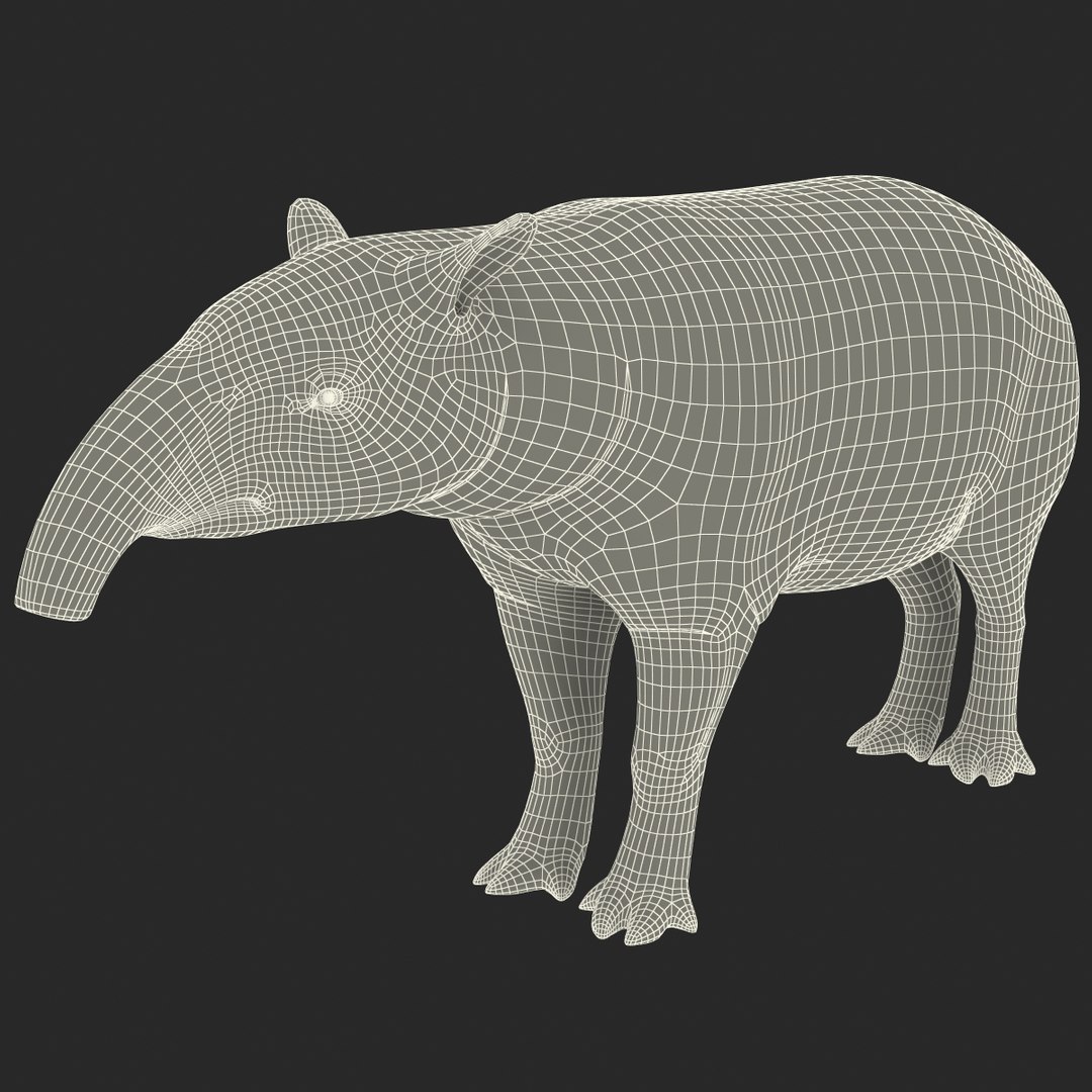 3d Tapir Animal Modelled