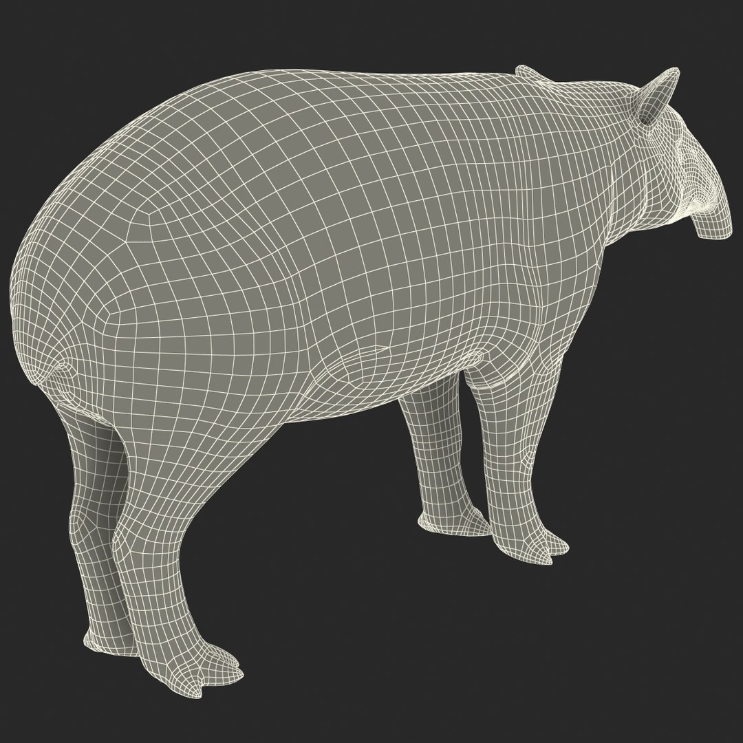 3d Tapir Animal Modelled