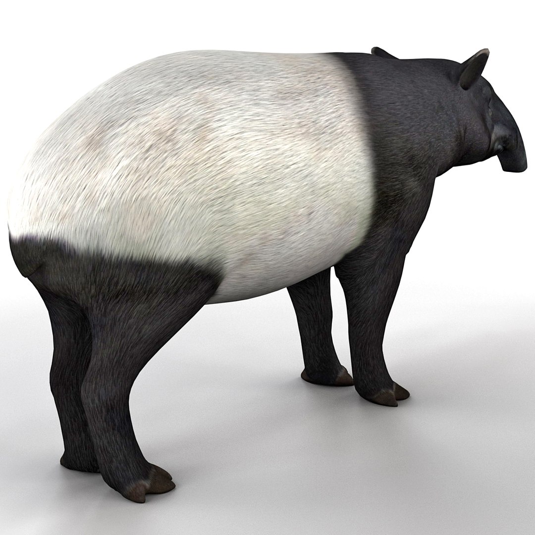 3d Tapir Animal Modelled