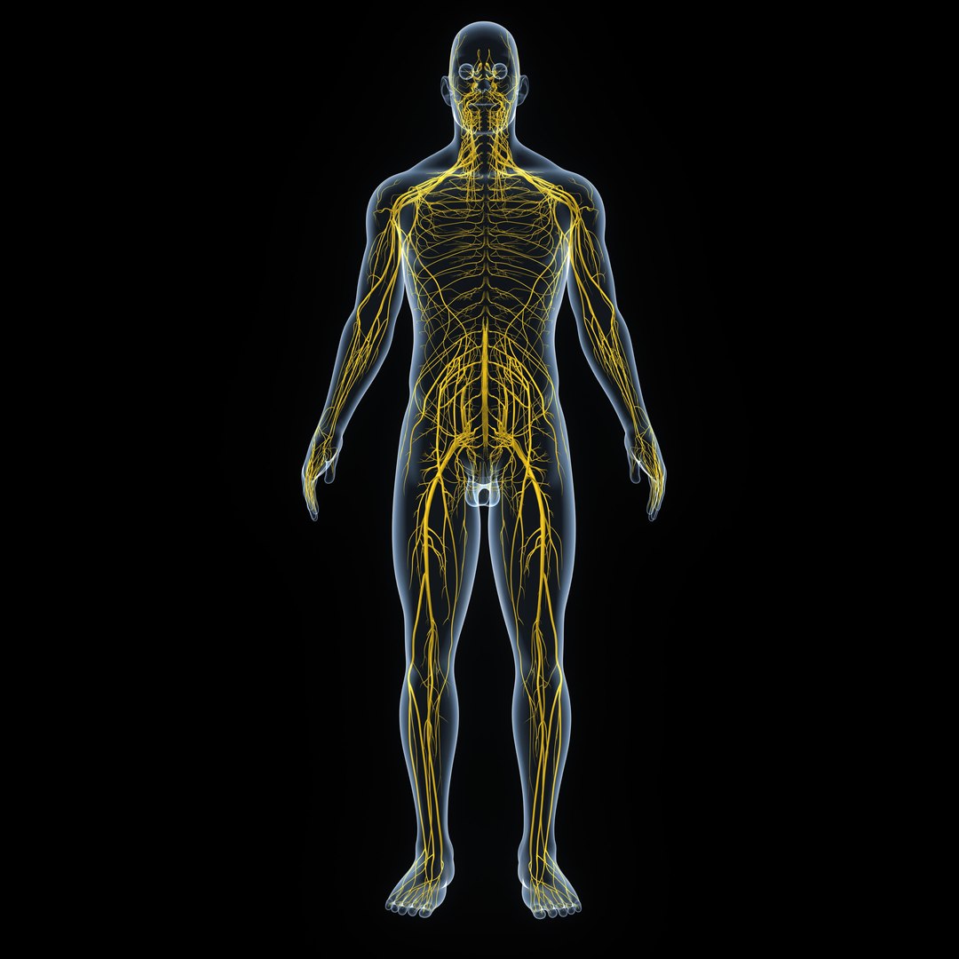Nerves Of The Human Body Real