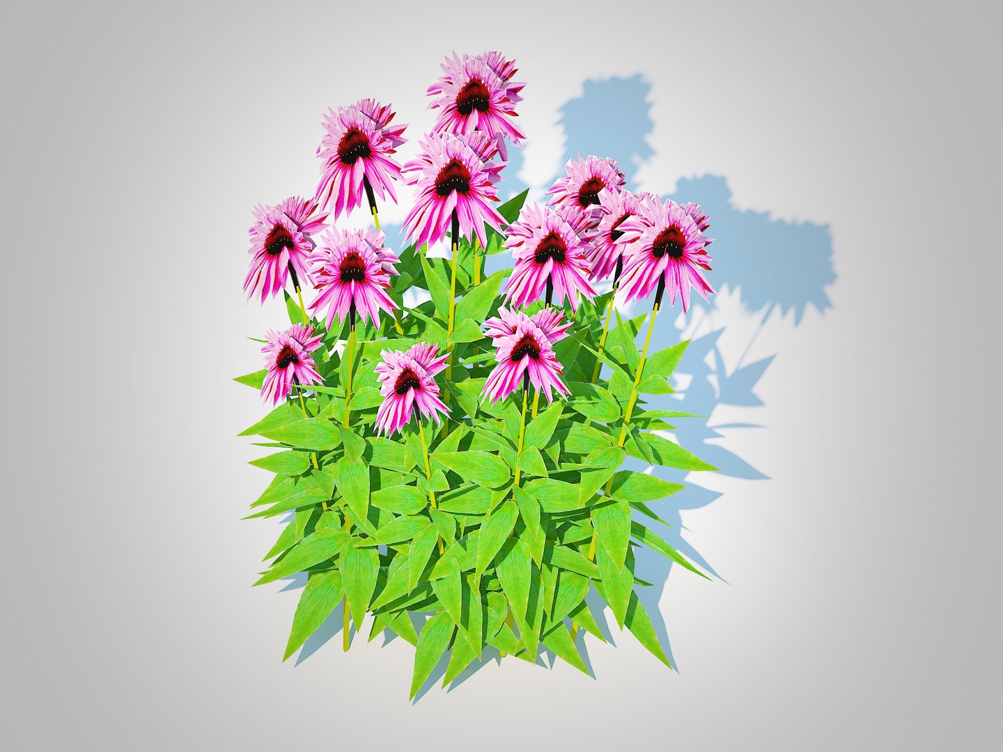 3D Echinacea Merlot - Coneflower - TurboSquid 2295902
