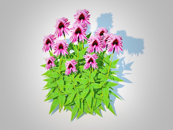 3D модель Эхинацея Мерло - Coneflower - TurboSquid 2295902