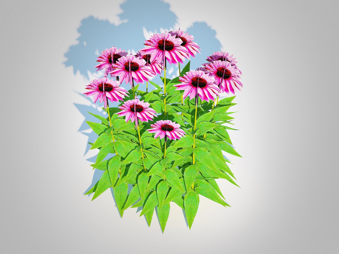 3D Echinacea Merlot - Coneflower - TurboSquid 2295902