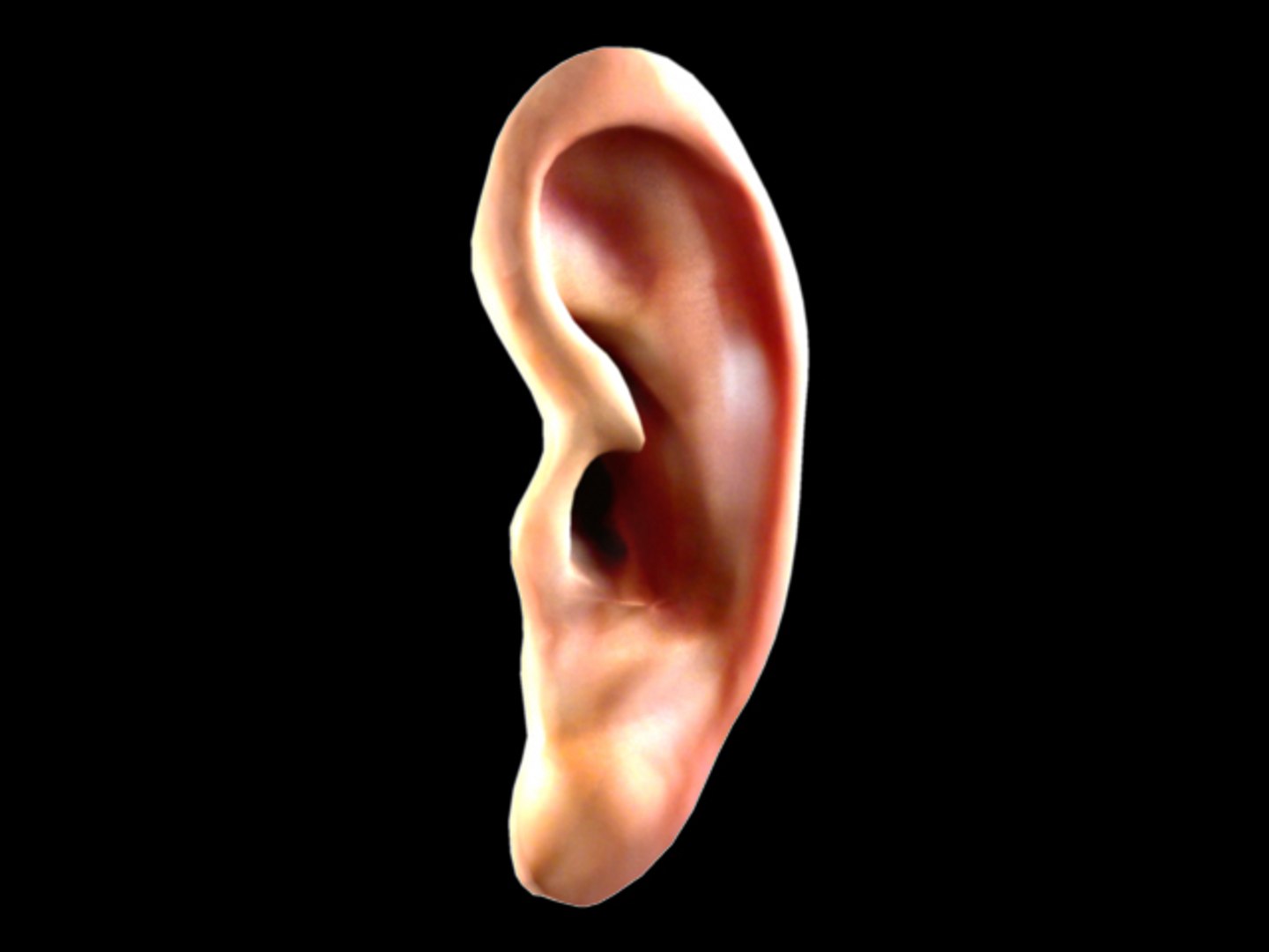 photorealistic human ear obj