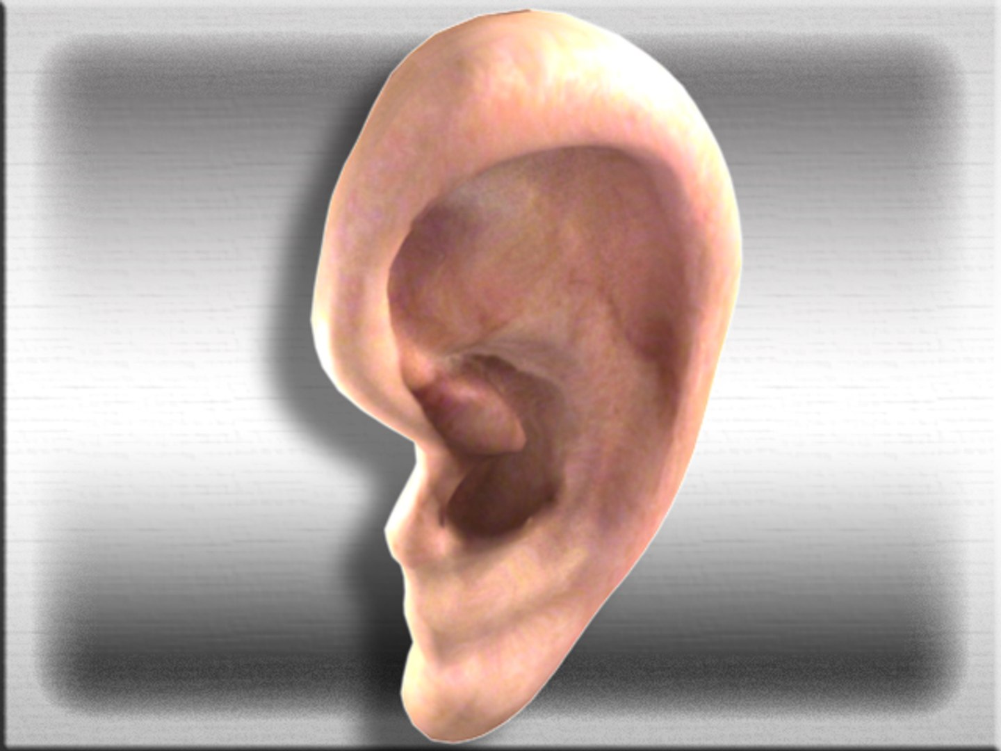 photorealistic human ear obj