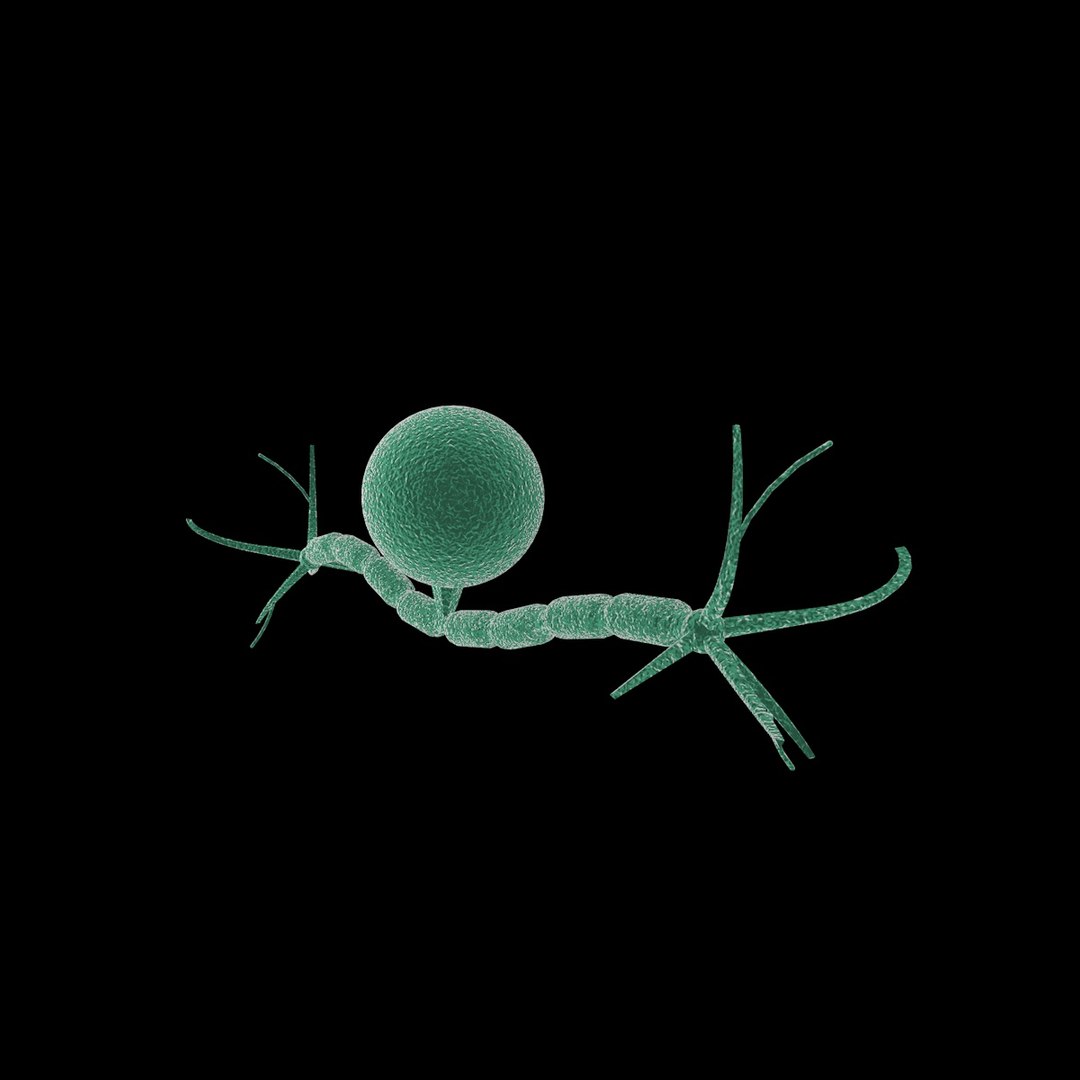3D Sensory Neuron Model - TurboSquid 1449476