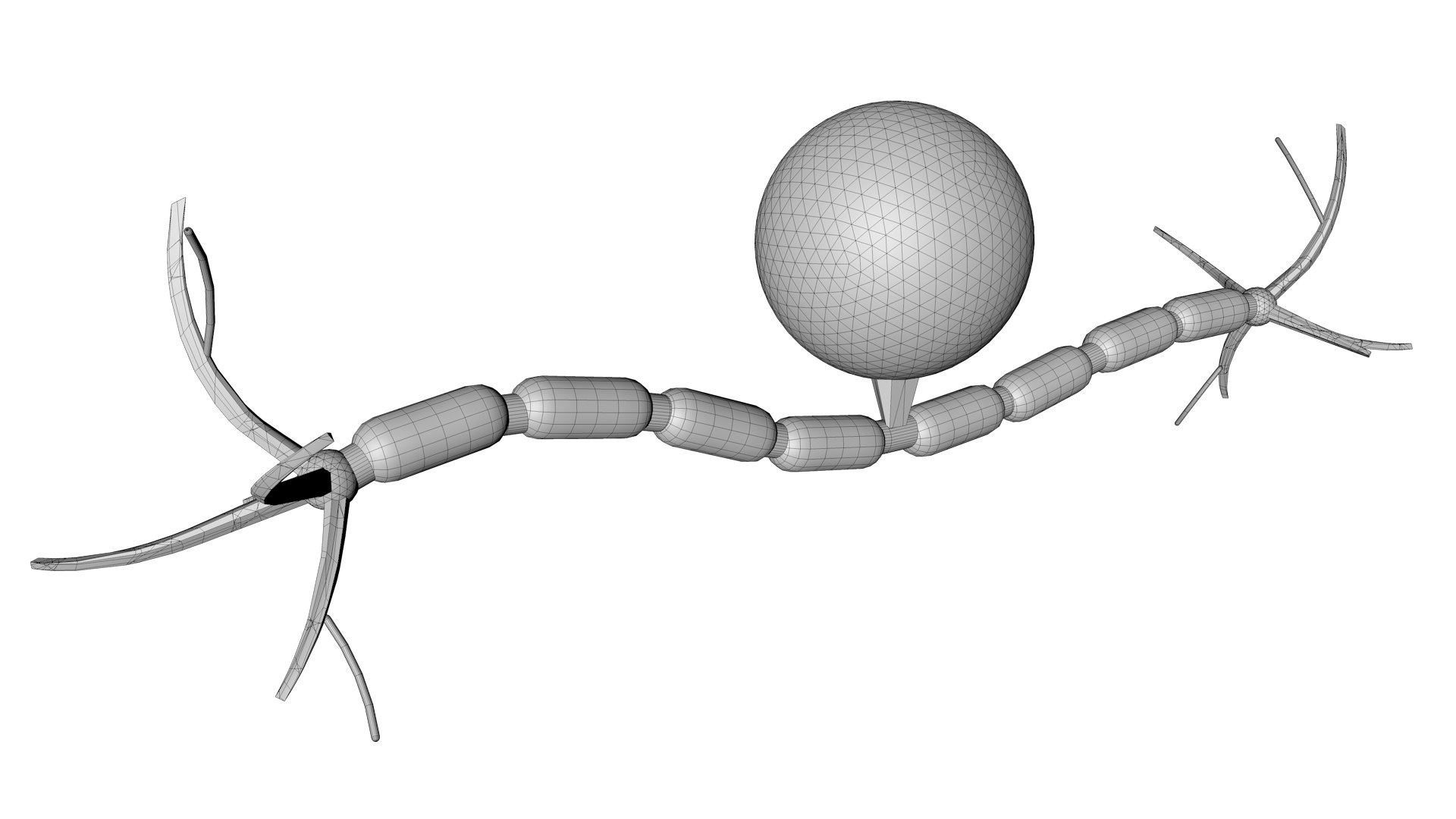 3D Sensory Neuron Model - TurboSquid 1449476
