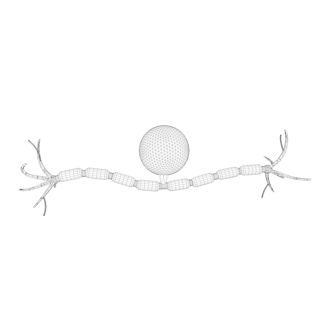 3D Sensory Neuron Model - TurboSquid 1449476