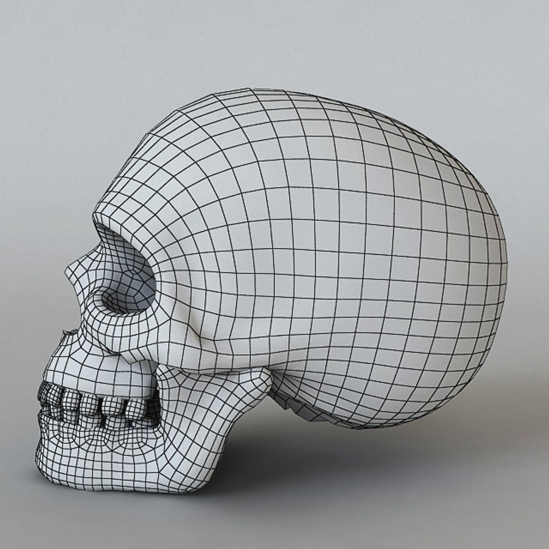 3d human skull