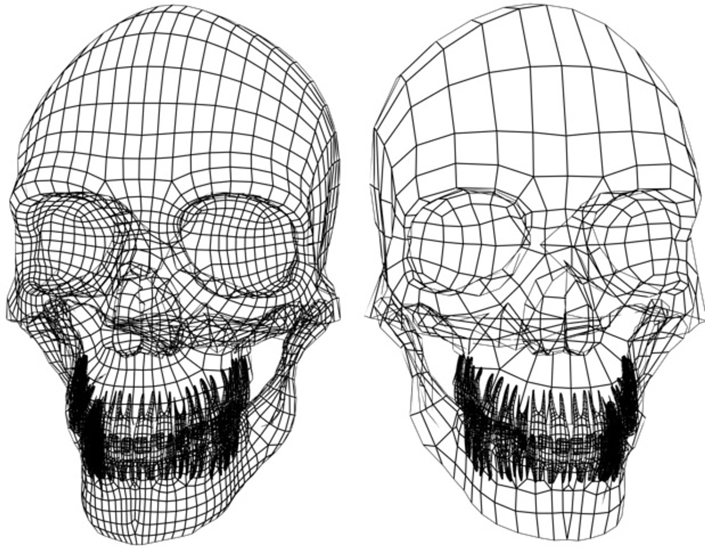 3d human skull