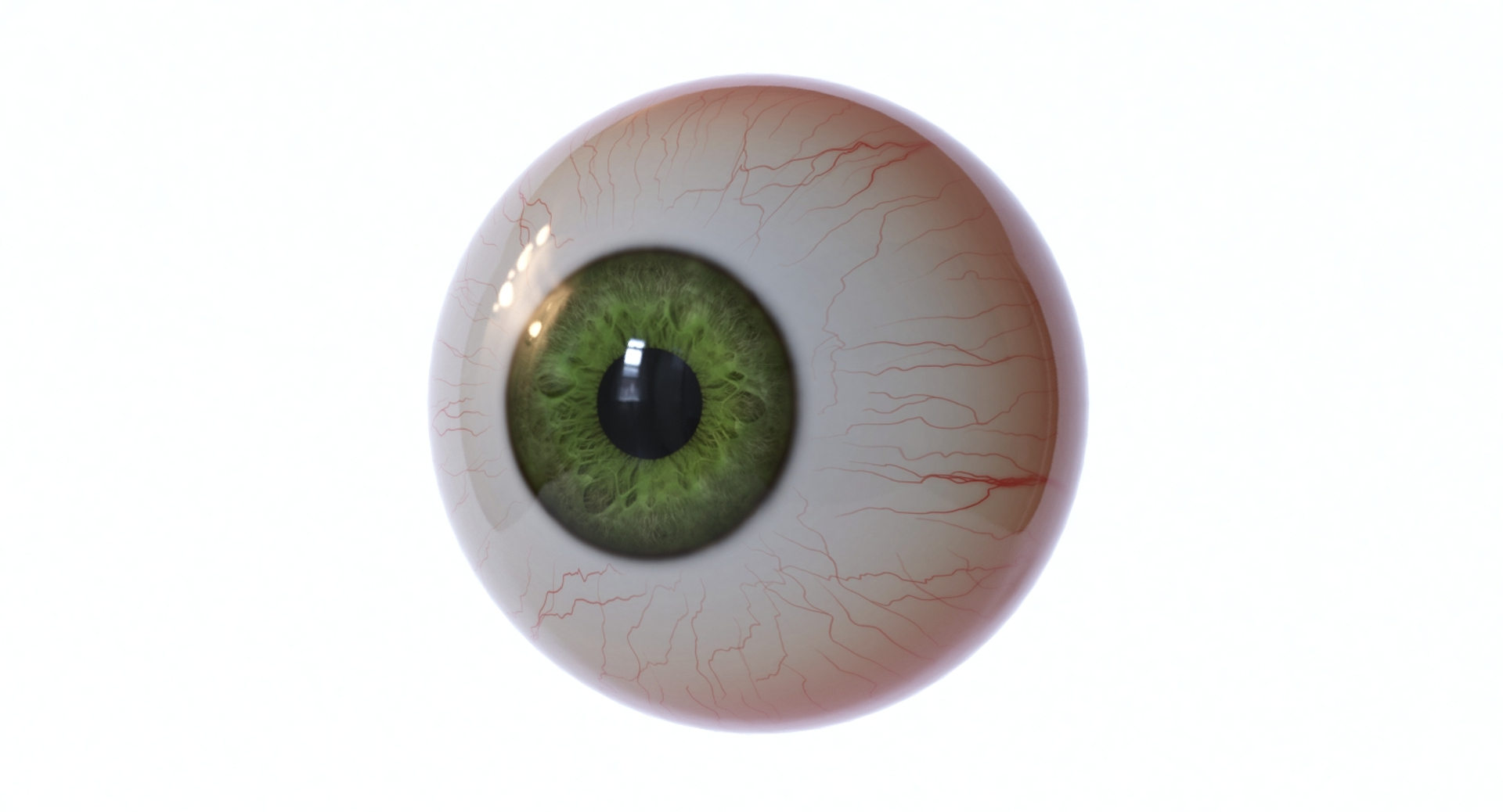 3d model eye eyeball