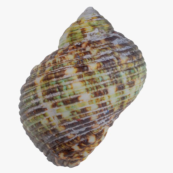 Concha de Abalone Verde Haliotis Fulgens 23 Modelo 3D - TurboSquid 2507202