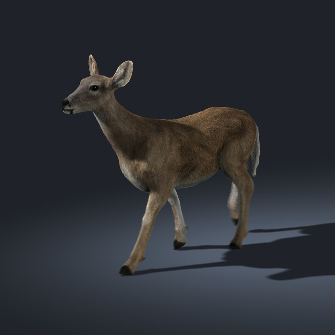Doe Deer Fur Animation Ma
