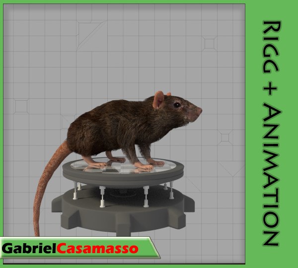 Animated 3D Rat Models | TurboSquid