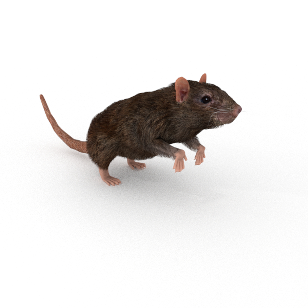 Rat Rattus Animation 3d Fbx