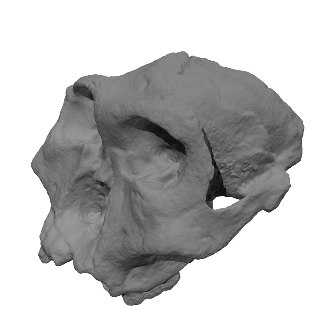 Skulls Australopithecus Robustus 3D Model - TurboSquid 1331610