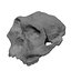 Skulls Australopithecus Robustus 3D Model - TurboSquid 1331610